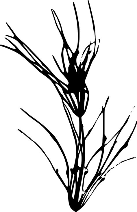 Charophyceae Cc0 10 Phylopic