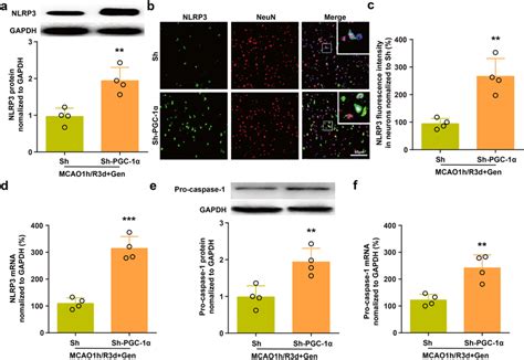 Neuron Specific Pgc 1α Knockdown Promoted The Transcription And Download Scientific Diagram