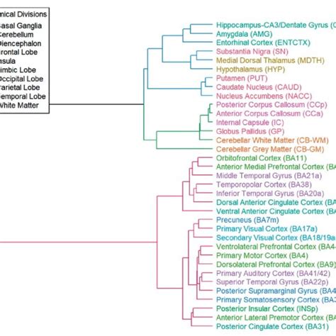 unsupervised hierarchical clustering of brain regions based on the