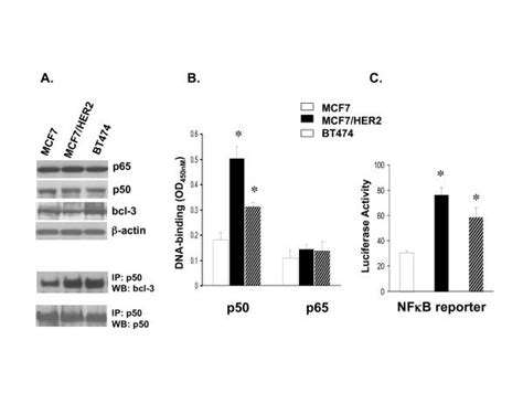 Increased Dna Binding And Transcriptional Activity Of Nfκb Complexes Download Scientific
