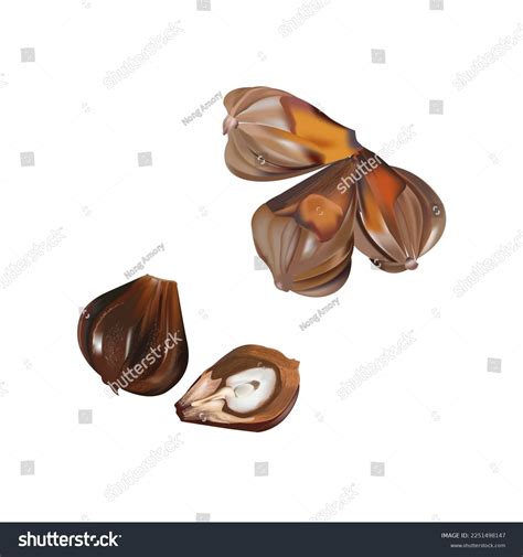 Nipa Palm Cleave Fresh Make Food Stock Vector Royalty Free 2251498147