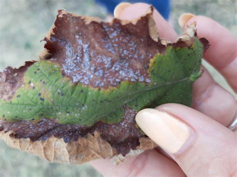 Болест по лешника моля за помощ как да се справя Агро Форум Agri Bg