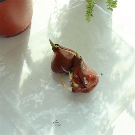 구근식물 튤립 키우기 꽃말 구근 수확 후 보관 네이버 블로그