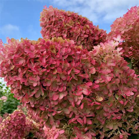 Hydrangea Pinkachu Slovensketrvalkysk