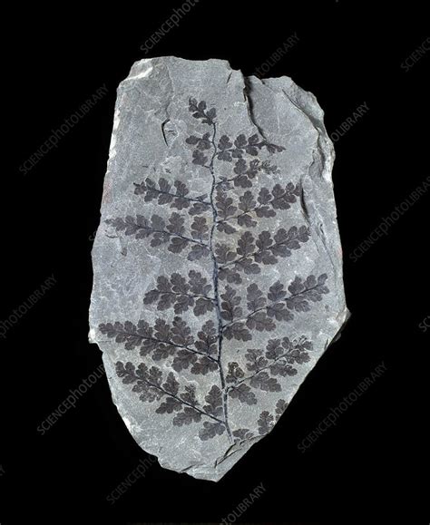 Fossil Fern Stock Image C0112233 Science Photo Library