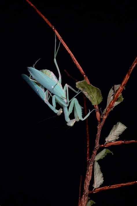 Hierodula Transcaucasica R Mantids