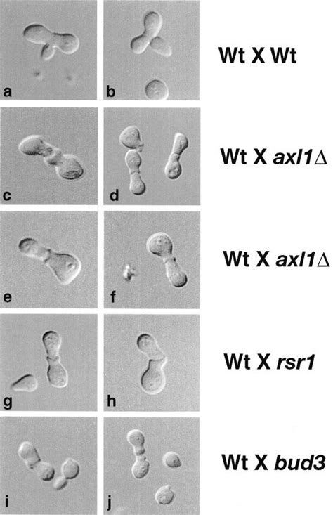 Light Microscopy Of Yeast Mating Pairs Photomicrographs Of Typical