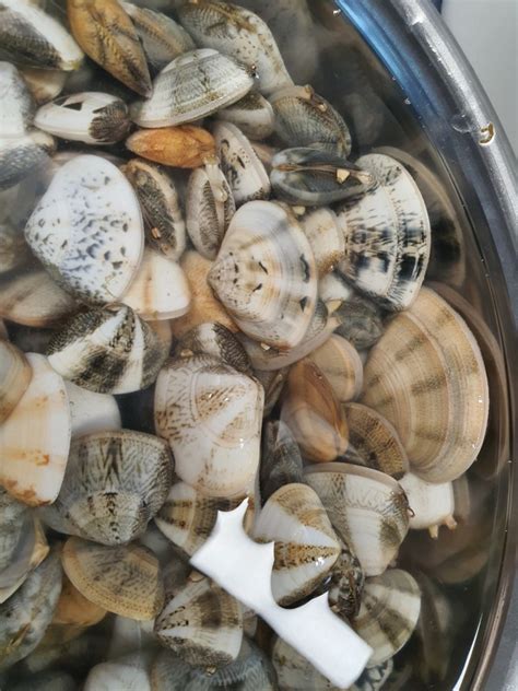 강릉 주문진 조개잡는 곳 조개 캐기 준비물 해감하는방법 조개보관방법 조개 요리 네이버 블로그