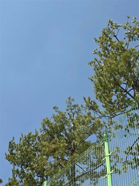 울타리 옆 나무 위에 앉아있는 새 사진 Unsplash의 무료 바깥 이미지