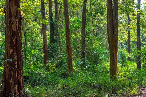Premium Photo East Java Teak Tree