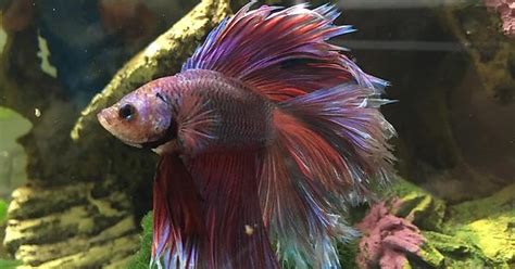Betta Fin Curl Album On Imgur