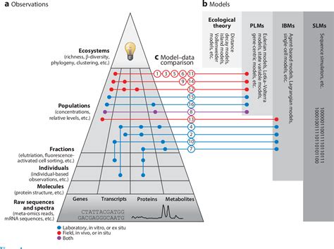 Figure 1 From Combining Molecular Observations And Microbial Ecosystem Modeling A Practical