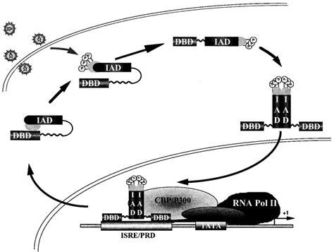 Schematic Representation Of Irf 3 Activation And Dimerization By Download Scientific Diagram