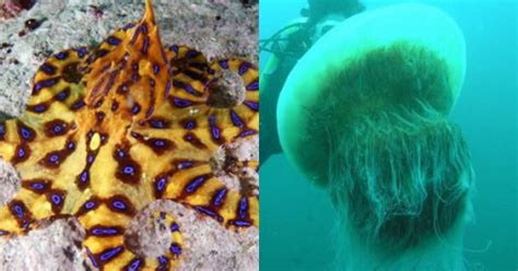 제주 맹독성 문어 주의 살인 해파리 노무라입깃도 조심해야쏘이면 사망할 수도