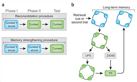 Reconsolidation Définition Cest Quoi