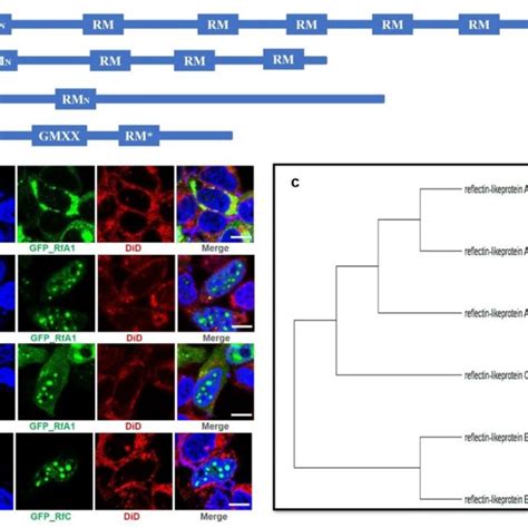 Go Biological Processes Annotation Of Proteins Associated With Llps And