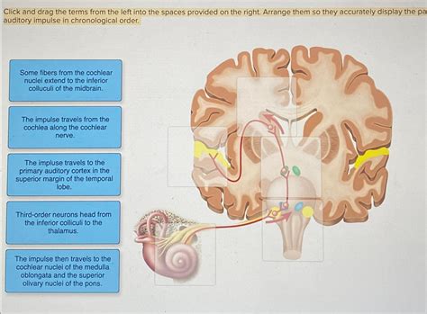 Solved Click And Drag The Terms From The Left Into The