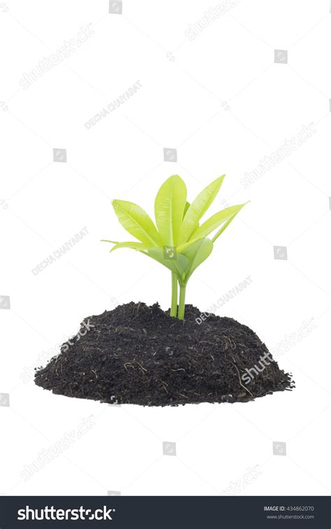 Tree Growing On Soil White Background Stock Photo 434862070 Shutterstock
