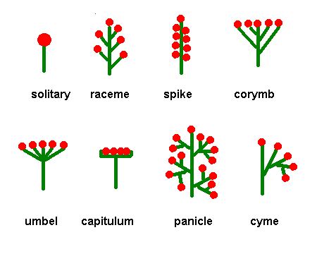 Inflorescence Means Types Example