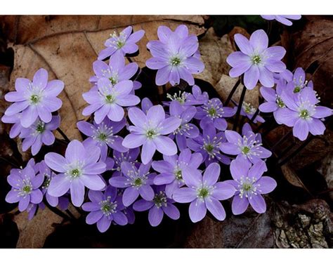 40 Hepatica Bulbsroot Systemhepatica Acutilobasharp Etsy