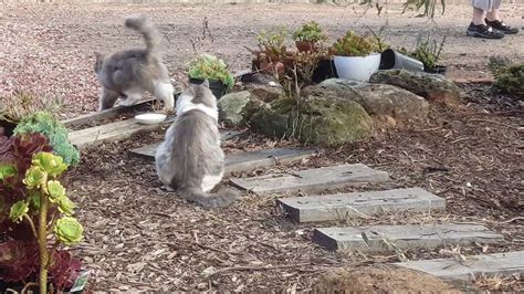 Cats Are Dicks Youtube