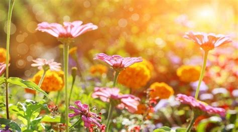 Многолетники цветущие все лето Flower Beds Dream Landscape Landscape Plans