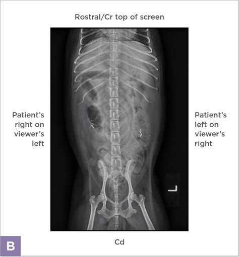 Radiographic Soft Tissue Positioning Part 2 Todays Veterinary Nurse