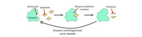 Enzymes Questions And Revision MME