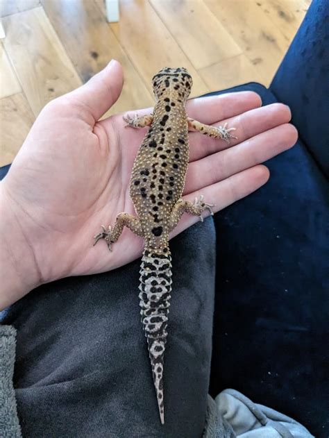 Anybody know what morph this is?? : r/leopardgeckos