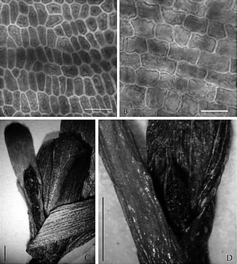 A B Comparison Of Leaf Epidermis Cells —a Thalassodendron Ciliatum