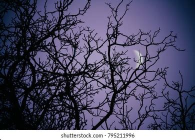 Hundred Crescent Moon Behind Tree Royalty Free Images Stock Photos Pictures Shutterstock