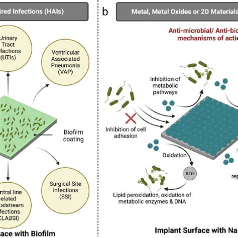 Schematic Representation Of Biofilm Formation Created With Download Scientific