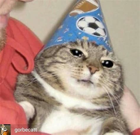 Sad Birthday Cat