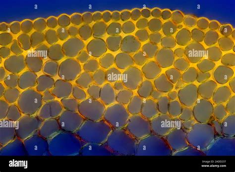 Basil Stalk Polarised Light Micrograph Of A Transverse Section Through The Stem Of A Basil