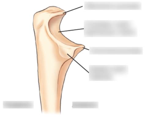 Proximal Ulna Anatomy