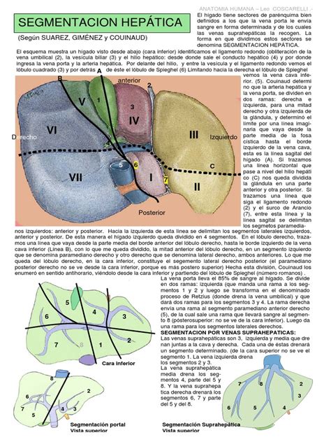 Segmentación Hepática Pdf Hígado Abdomen
