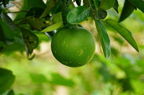 Pummelo Closeup Pomelo Free Photo On Pixabay Pixabay