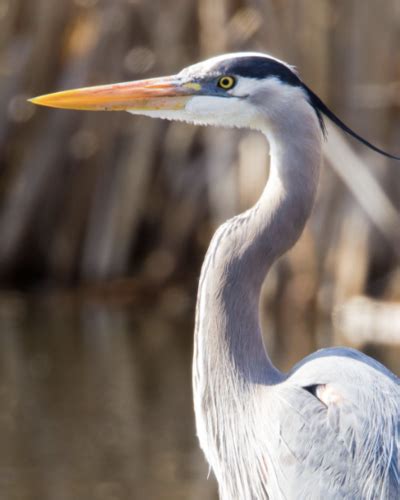 Lab 1 Bill Types Flashcards Quizlet