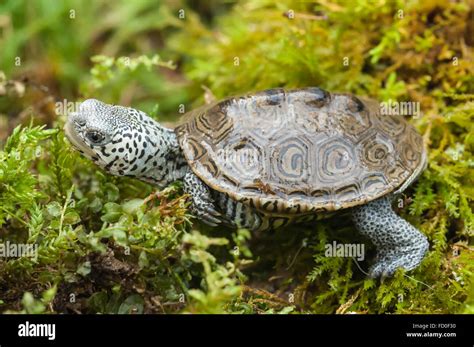 Diamondback Terrapin Embroidered Cotton Cap Green And Blue Diamondback