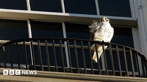 Pale Male Tributes Pour In For Celebrity Red Tailed Hawk Bbc News