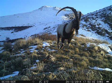 Spot The Ultra Rare Caucasian Leopard In Armenias Caucasus Wildlife Refuge