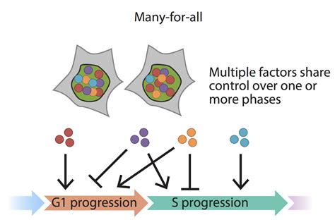 Evidence That The Cell Cycle Is A Series Of Uncoupled Memoryless