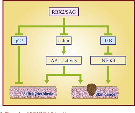 Figure 3 From Role Of Skp1 Cul1 F Box Protein Scf E3 Ubiquitin