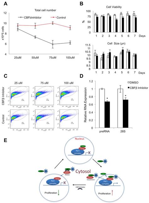 Core Binding Factor β Cbfβ And The Leukemogenic Fusion Protein Cbfβ Smooth Muscle Myosin Heavy