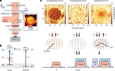 A Subwavelength Atomic Array Switched By A Single Rydberg Atom Trieste Quantum Register