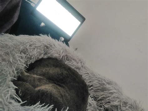 قطط للتبني زولكر