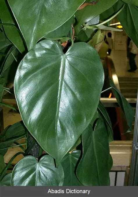 فیلودندرون اسکاندنس معنی در دیکشنری آبادیس