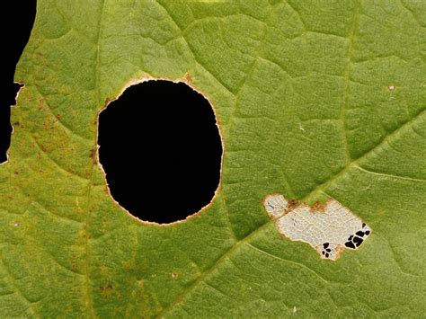 Maple Leafcutter Moth From Backus Woods Norfolk County Ontario On September 21 2021 At 02 23