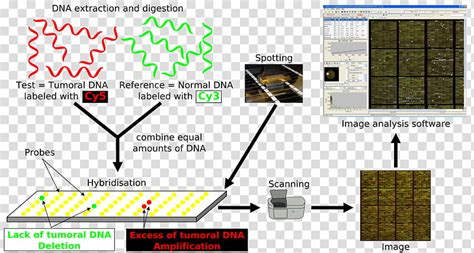 Comparative Genomic Hybridization Technology Dna Microarray Array