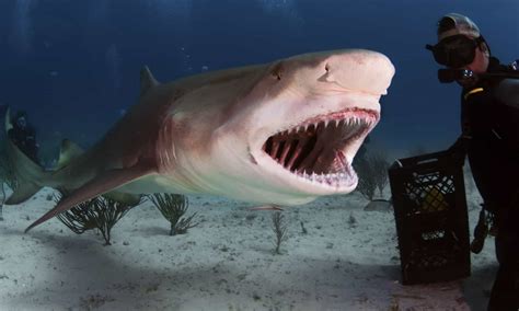 Half Shark Half Bird
